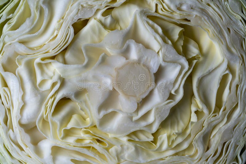 Background of the White Cabbage in the Cut, Macro Photography. Closeup ...