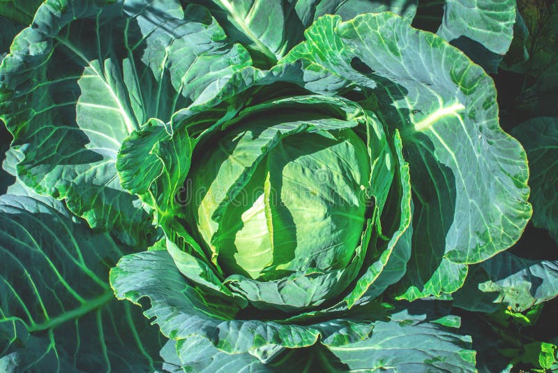 Background of White Cabbage. Lush, Fresh, Juicy White Cabbage, Top View ...