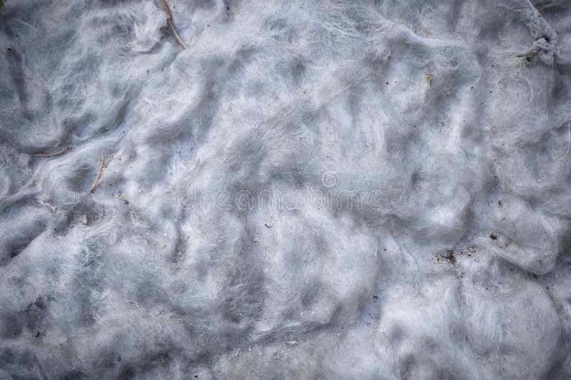 Background of White Dirty Cotton Wool from Old Matress Stuffing Close ...