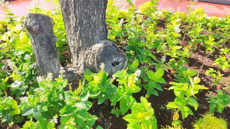 Background of White Flower Garden with Tree in the Center Stock Image ...