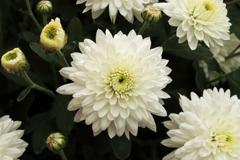 A Background of White Garden Mums Growing Stock Photo - Image of ...