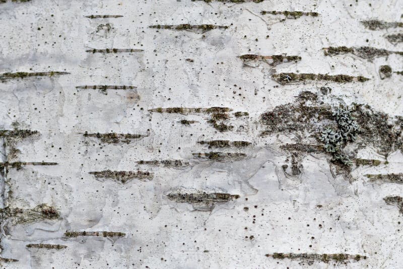 Background of the White and Grey Trunk Birch Tree in the Wood Stock ...