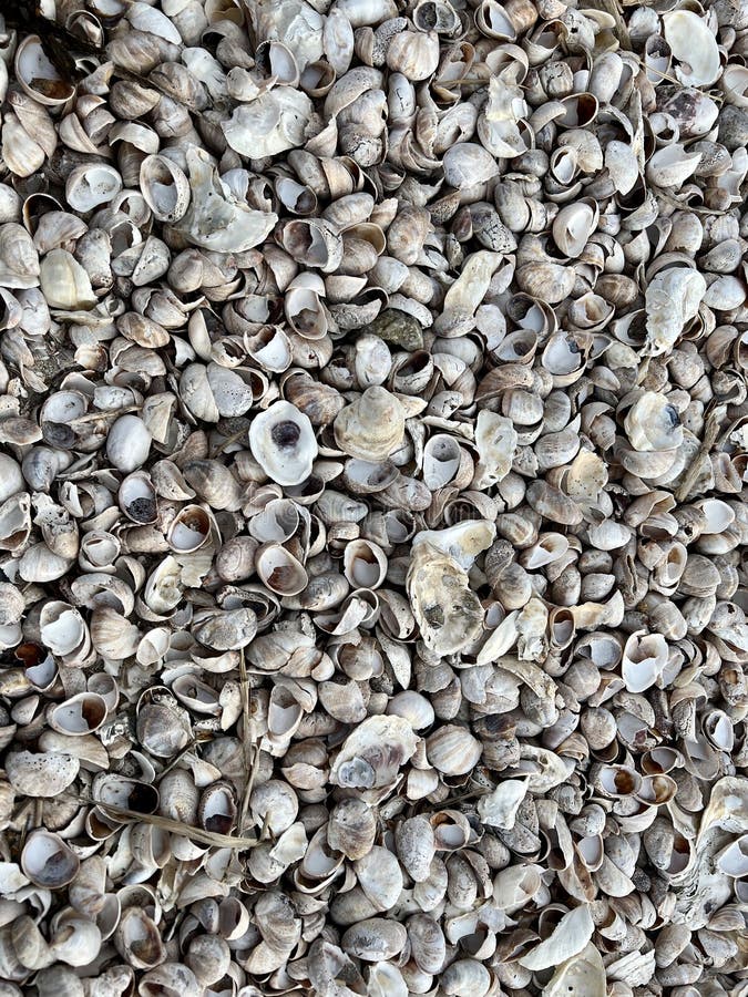 Background of White and Grey Shells Stock Photo - Image of sand, gravel ...