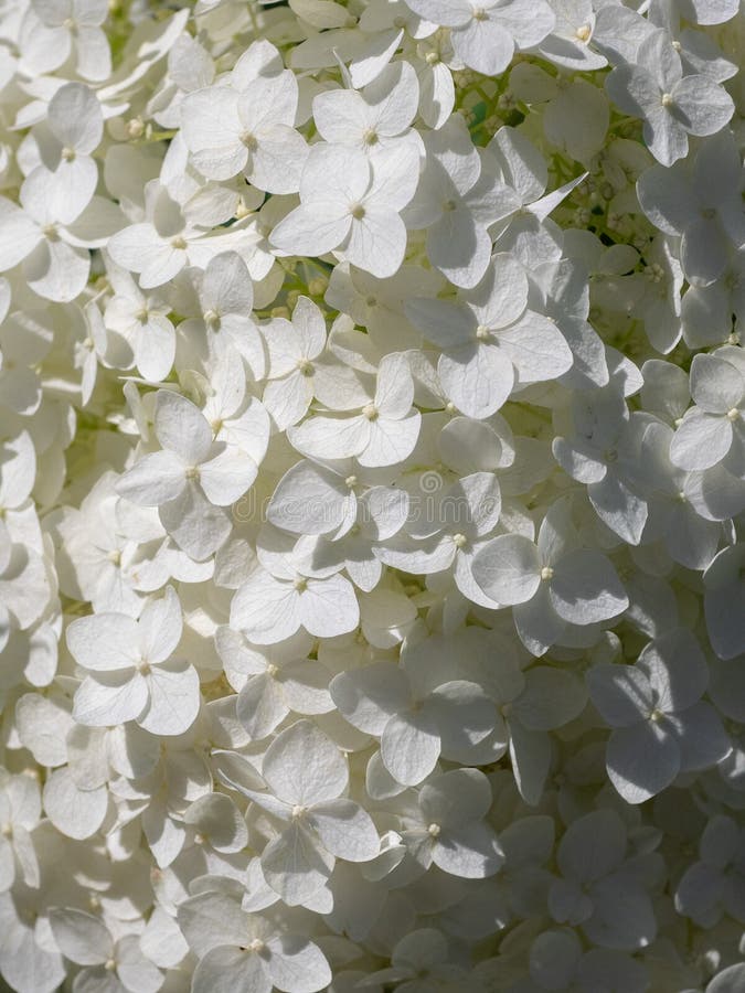 Background of White Hydrangea Flowers. Stock Image - Image of flower ...