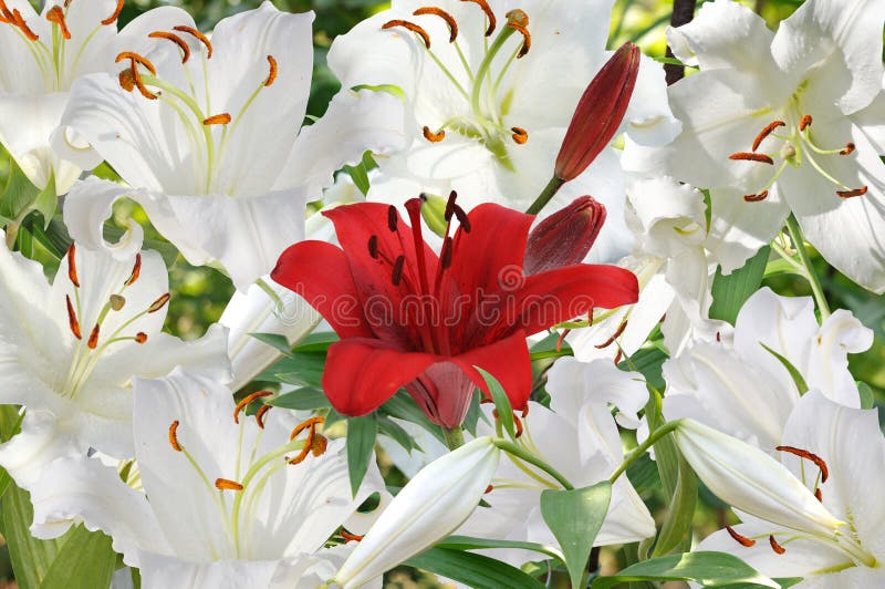 Background of white lily stock image. Image of flora - 49246099