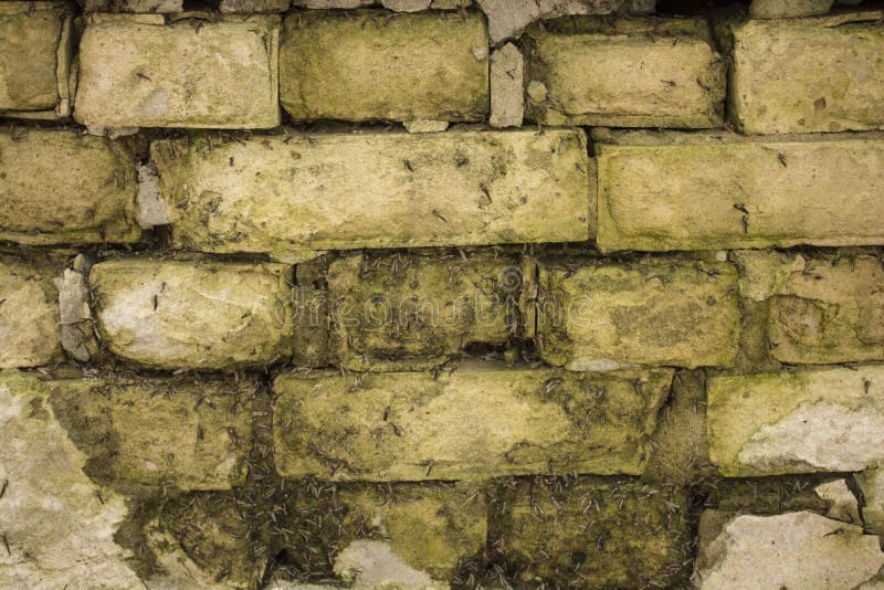 Background of White Bricks with Moss Stock Photo - Image of grungy ...