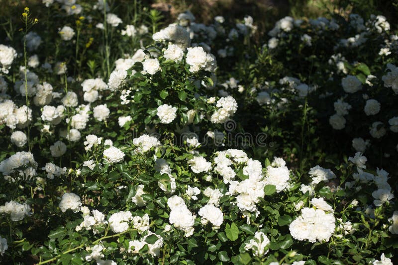 Background of White Roses on Bush Stock Photo - Image of natural ...