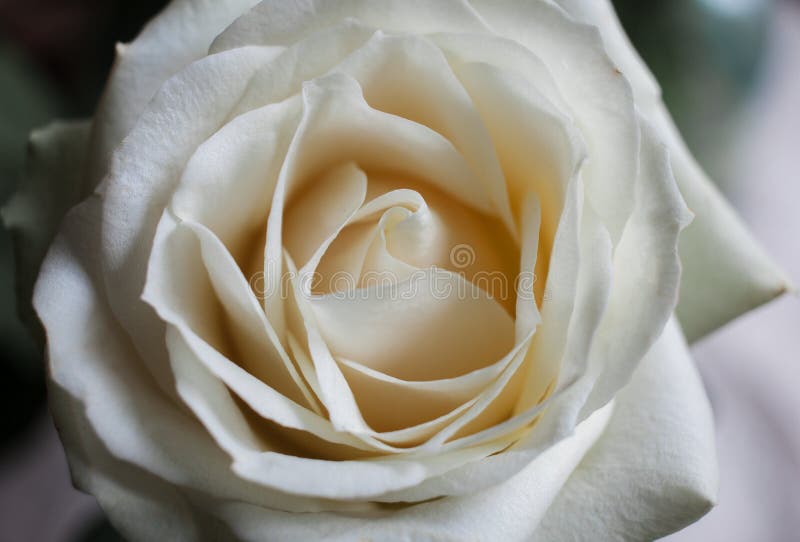 Background of White Roses in Close-up.Floral Background of White Roses ...
