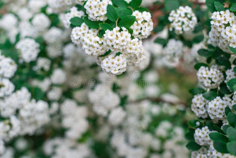 Background of White Small Flowers, Flowering Bush, Frame of Flowers ...