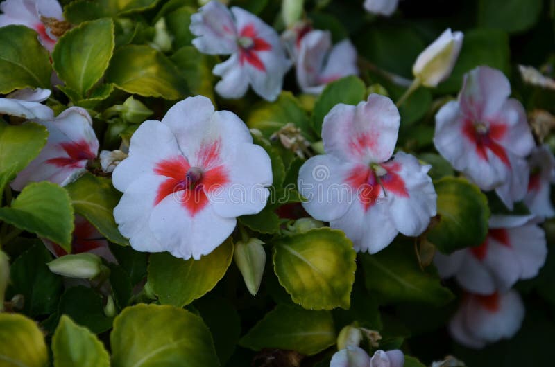 Background of White Small Fresh Flowers with Leaves Stock Image - Image ...