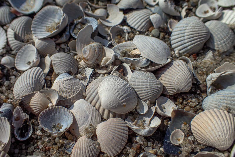Background of White Small Sea Fragile Shells Lying on the Beach Stock ...