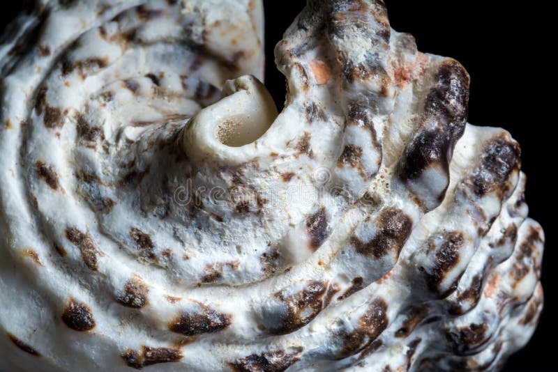 Background of White Spiral Seashell Close-up Macro Isolated on Black ...