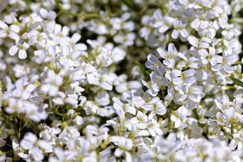 Background of White Spring Flower Stock Photo - Image of floral, bloom ...