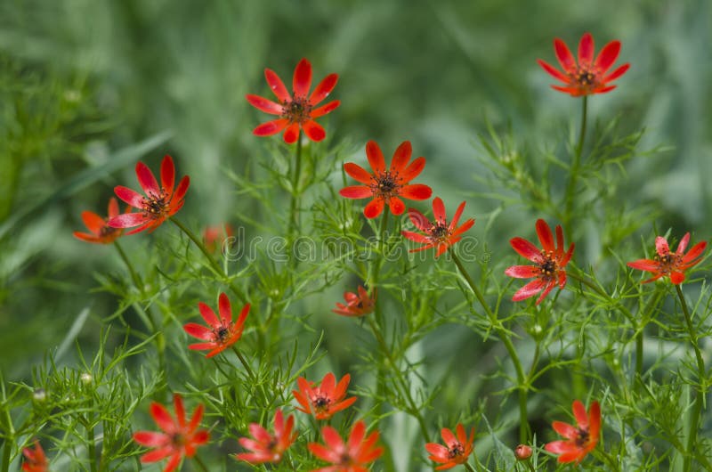 Background from Wild Flowers of Red Color Stock Image - Image of meadow ...