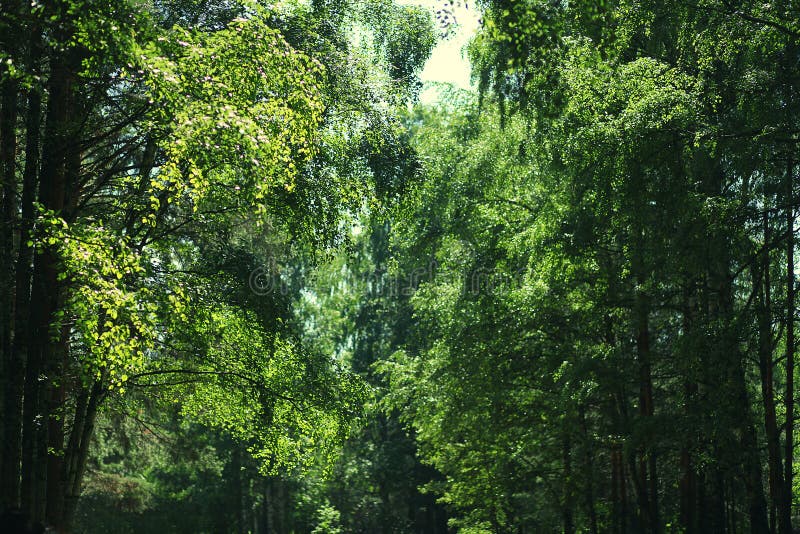 Background Wild Forest, Foliage Stock Photo - Image of life ...