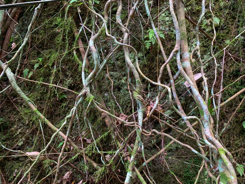 Background of Wild Plant Roots on Rocks. Stock Image - Image of outdoor ...