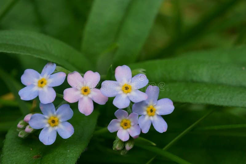 Forget-me-not Flowers, Barrelier`s Bugloss or False Alkanet - Anchusa ...