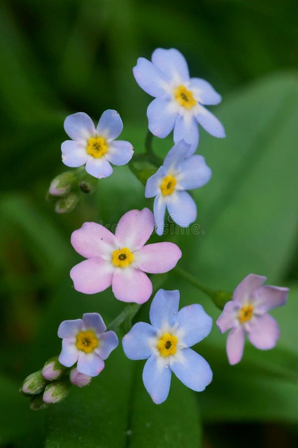 Forget-me-not Flowers, Barrelier`s Bugloss or False Alkanet - Anchusa ...