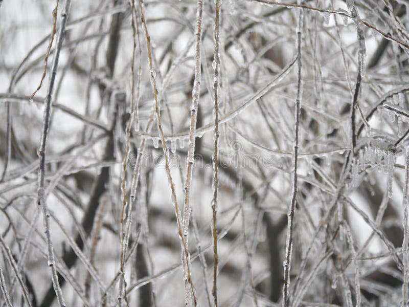 Willow Tree Twigs Covered in Ice Stock Image - Image of view, nature ...