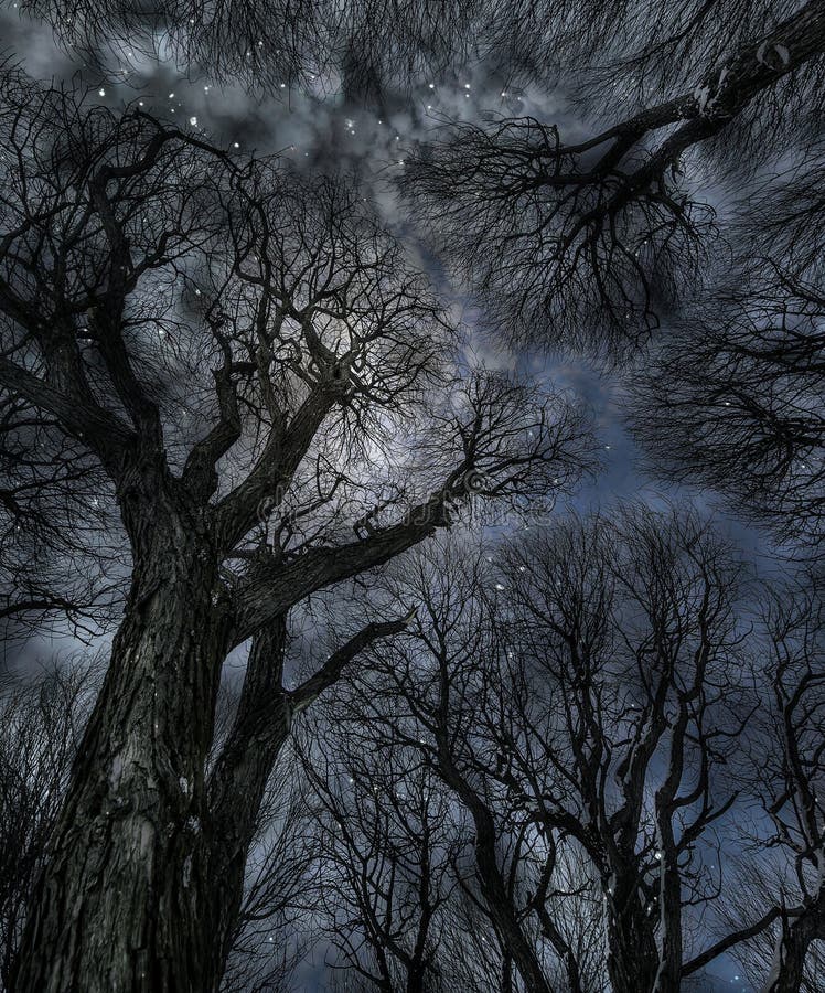 Background from Winter Tree Branches at Night Stock Photo - Image of ...