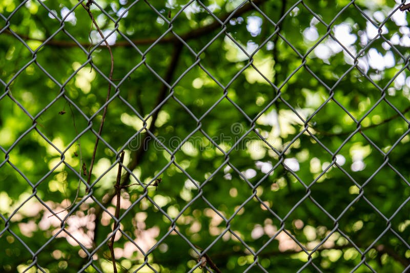 Background of Wire Fences in the Forest Stock Photo - Image of grass ...