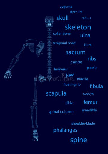 Half Skeleton Stock Illustrations – 258 Half Skeleton Stock ...