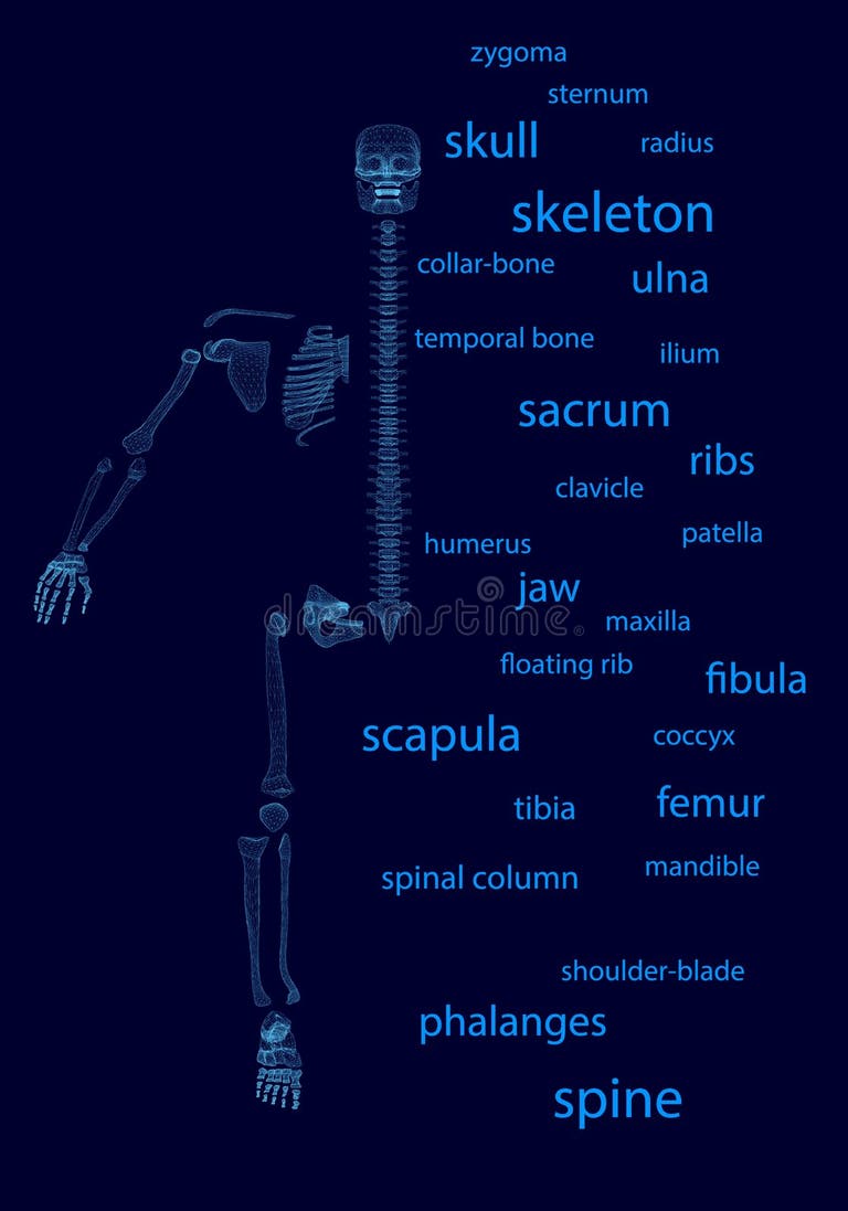 Bones Names Stock Illustrations – 51 Bones Names Stock Illustrations ...