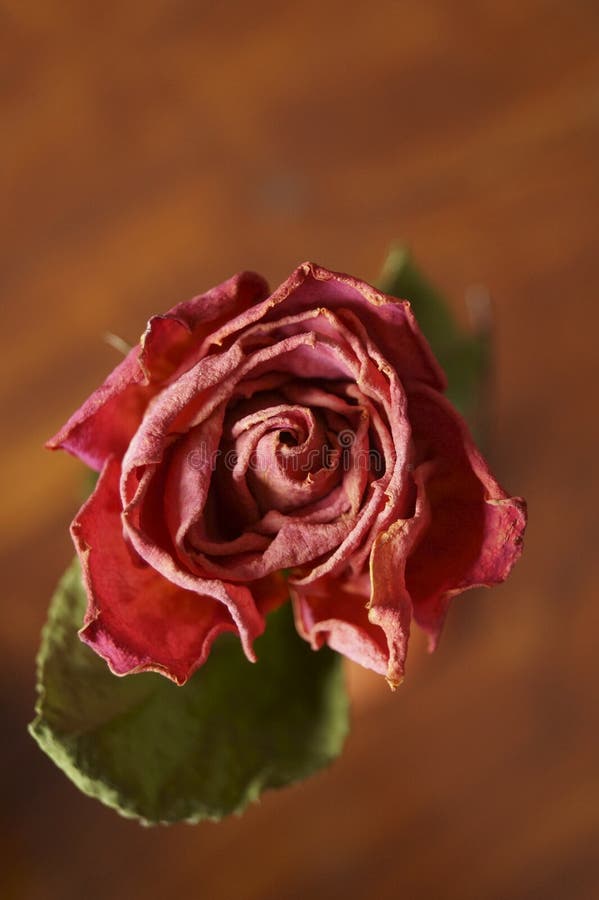 Background with Wither Rose Stock Image - Image of pretty, romantic ...