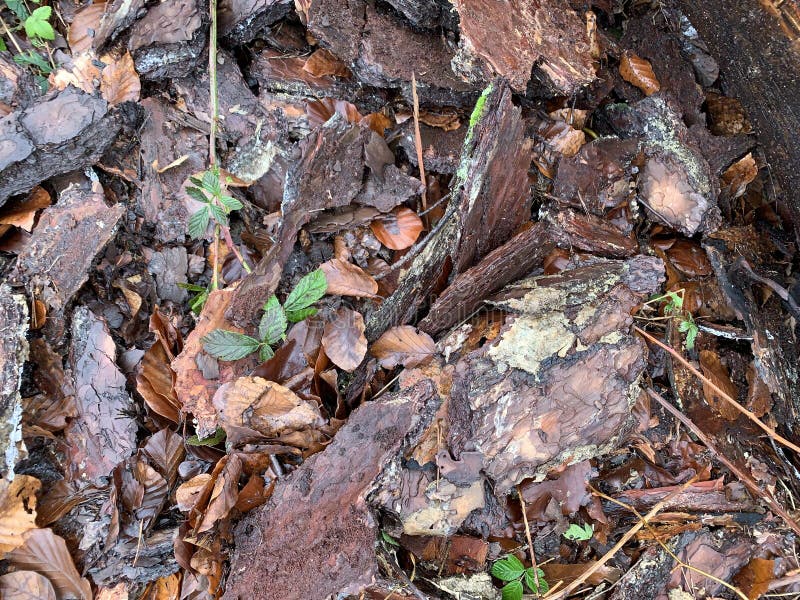 Background Wood Bark Tree Bark Stock Image - Image of space, decorative ...