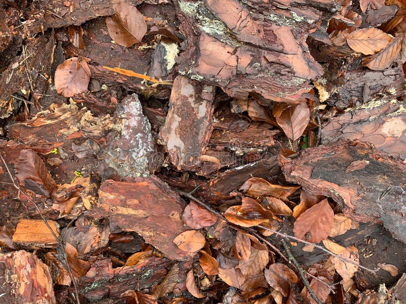 Background Wood Bark Tree Bark Stock Photo - Image of boards, natural ...