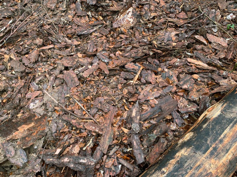 Background Wood Bark Tree Bark Stock Photo - Image of stylish, forest ...