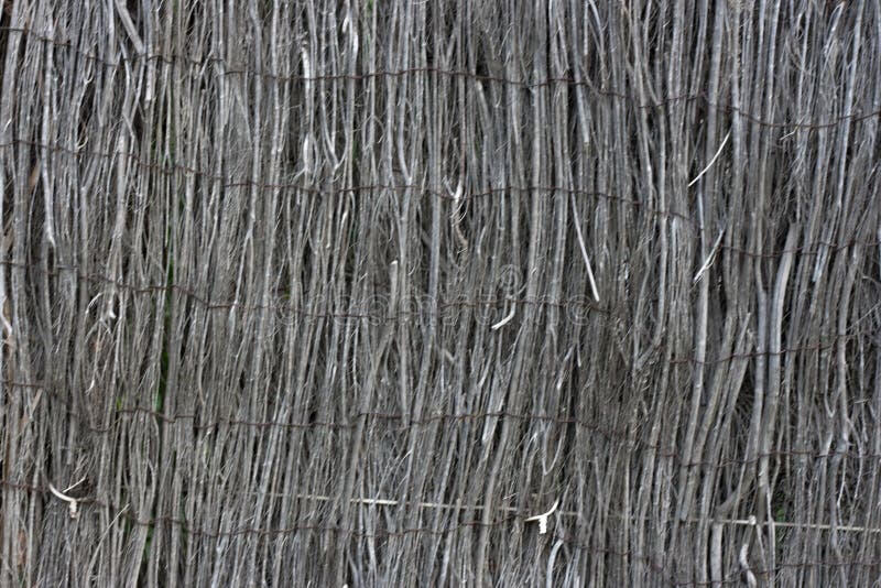 Background Wood Heather Nature Stock Photo - Image of bough, ecology ...