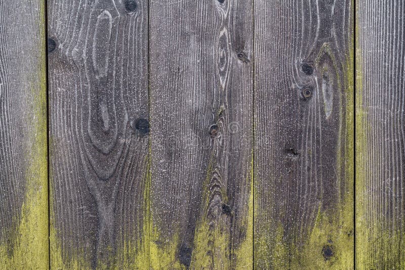 Moss Wood Texture