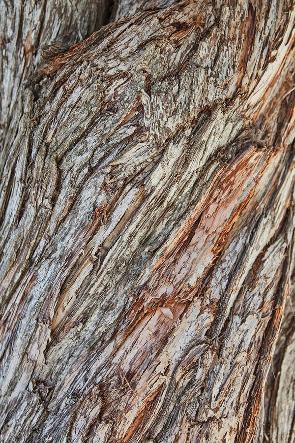 Background Wood Texture for Shooting Food or Objects Stock Image ...