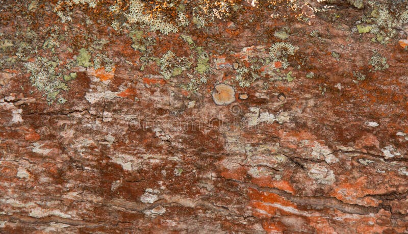 Background with Wood Texture of the Tree Trunk Stock Photo - Image of ...