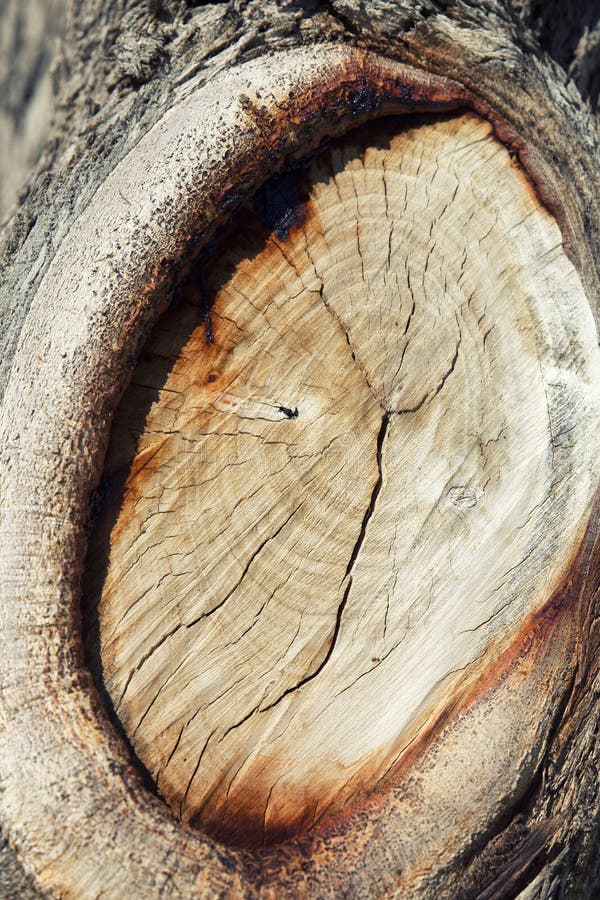 Rounded Wooden Texture of Tree Stump Stock Image - Image of close ...