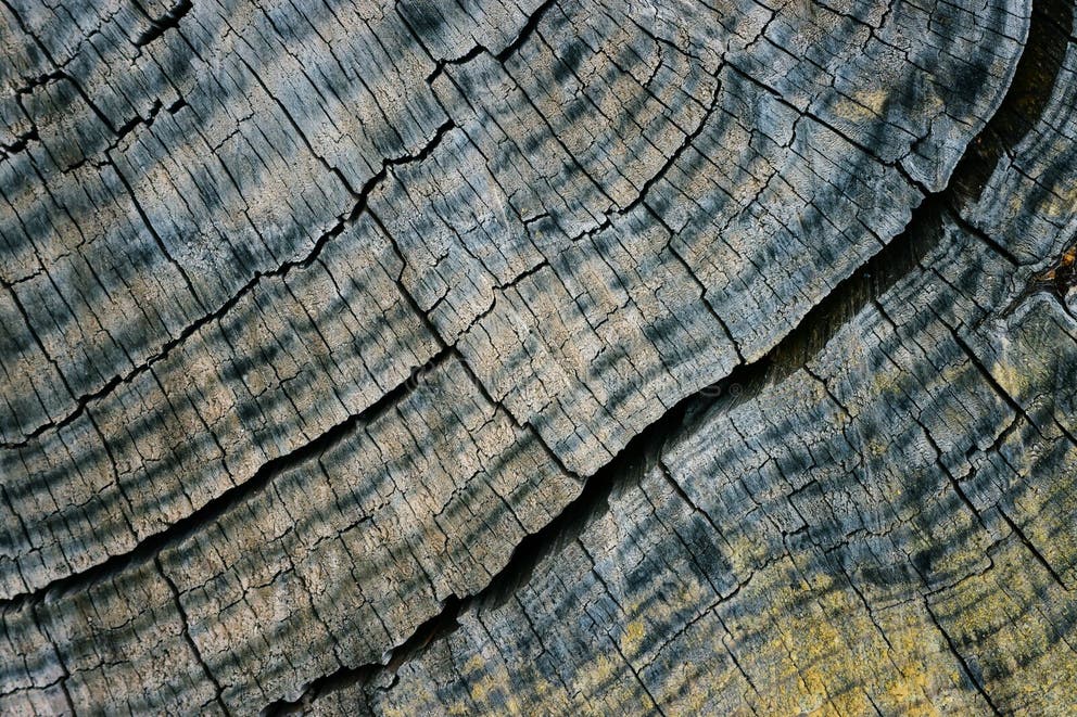 Background of Wooden Tree Log Texture Stock Photo - Image of autumn ...