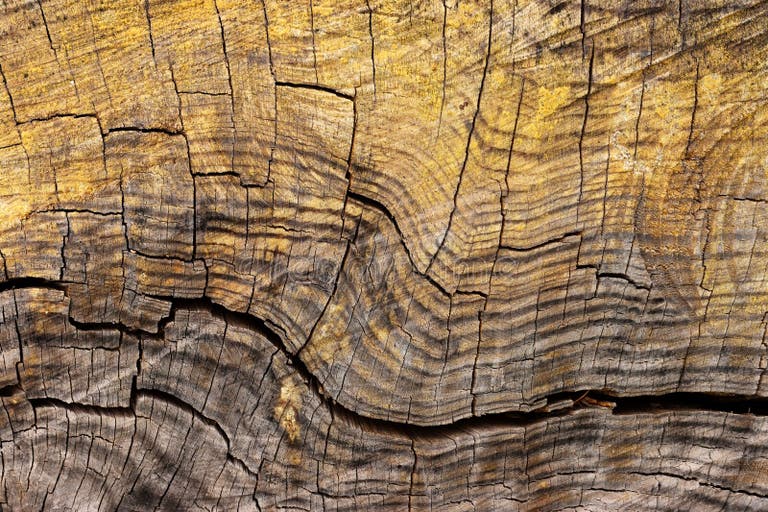 Background of Wooden Tree Log Texture Stock Image - Image of board ...