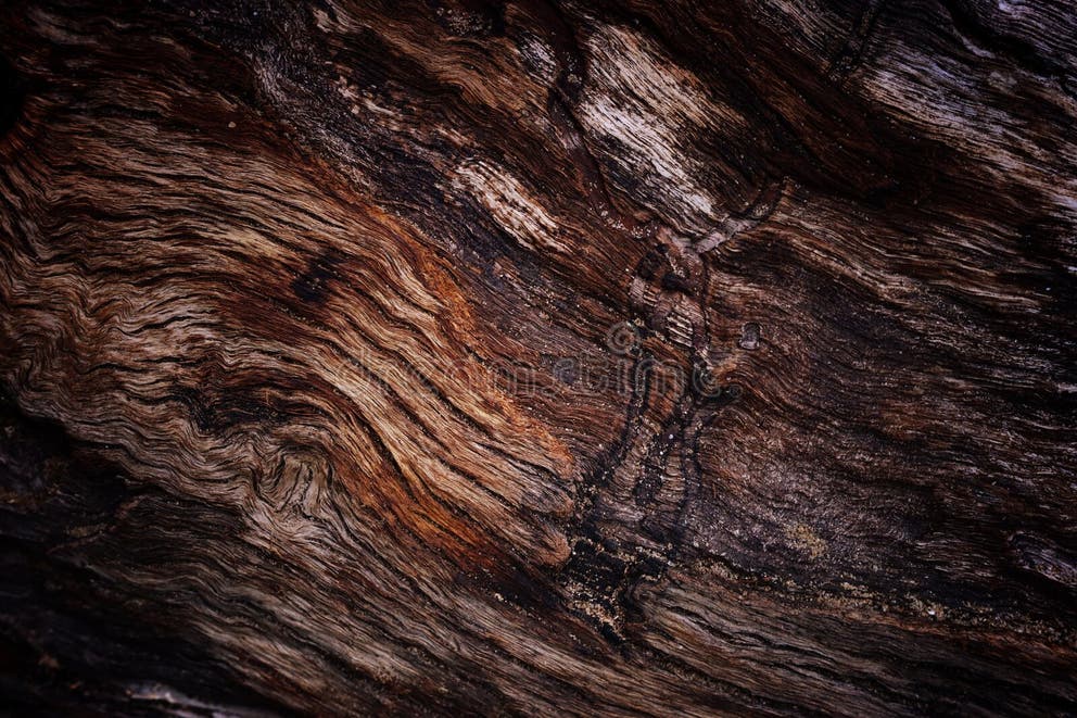 Background of Wooden Tree Log Texture Stock Image - Image of board ...