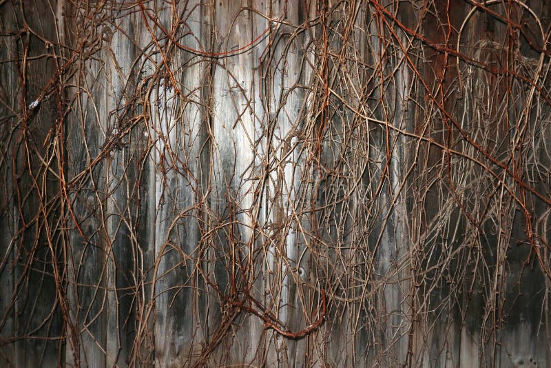 Background of Wooden Wall and Intertwined Branches Stock Image - Image ...