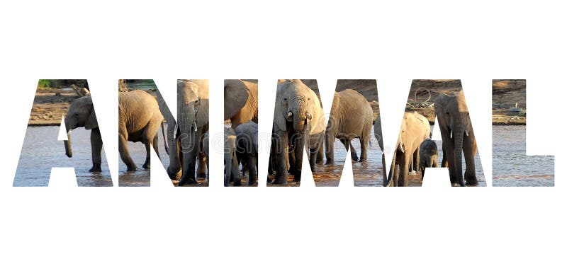 Background with word stock image. Image of stripes, jungle - 52048169