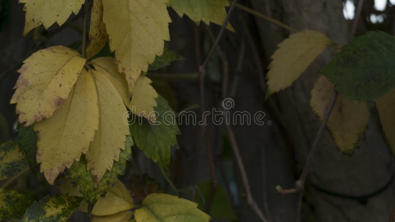 Background Yellow Autumn Leaves Foreground. Stock Photo - Image of ...