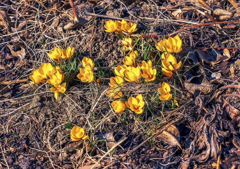 Background of Yellow Crocus Flowers on a Clear Sunny Day. Fresh Spring ...