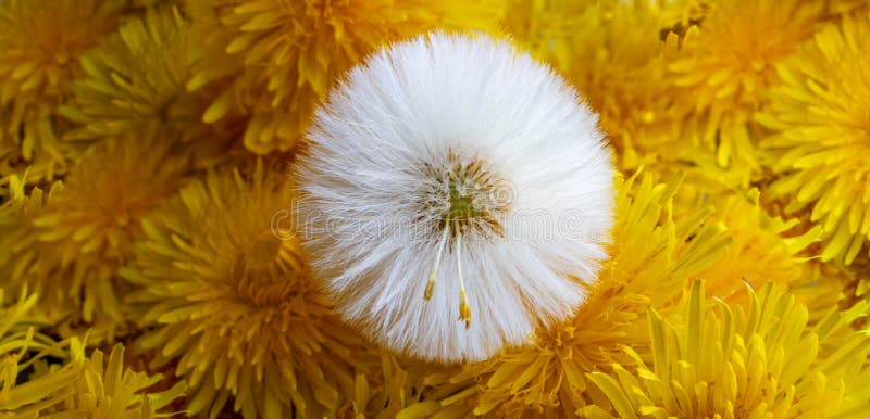 Background of Yellow Dandelion Inflorescences.Yellow Dandelion Flowers ...