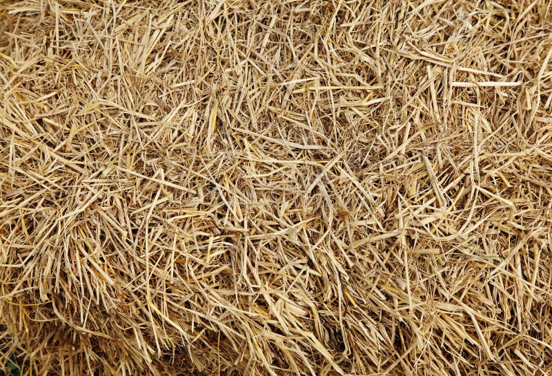 Background from Yellow Dry Straw Stock Image - Image of rice, farm ...