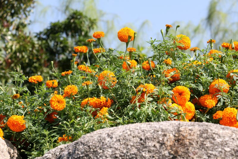 Girl 53 Inch Legs Stock Photos - Free & Royalty-Free Stock Photos from ...