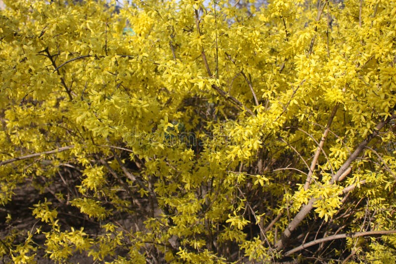 Background of Flowering Shrubs. Stock Image - Image of growth, leaf ...