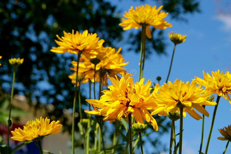 Background of Yellow Flowers in the Garden. Yellow Daisy Natural ...
