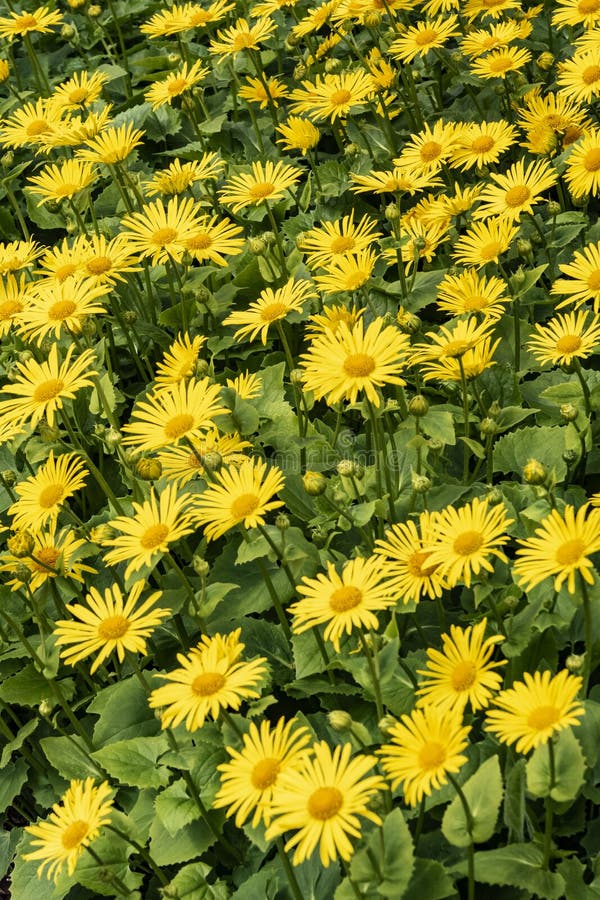 Background: Yellow Flowers in Spring Stock Photo - Image of garden ...