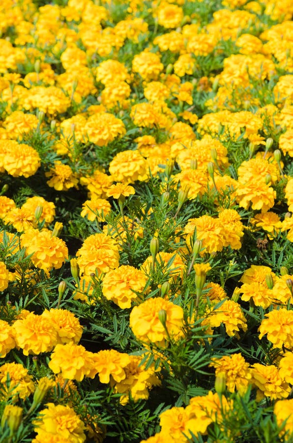 Background of Yellow Flowers in Summer Stock Photo - Image of bright ...